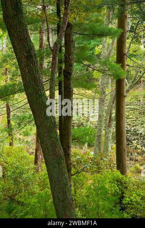 Tillinghast Pond edge, Tillinghast Pond Management Area, Rhode Island ...