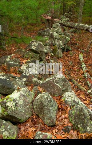 Colonial rockwall, Tillinghast Pond Management Area, Rhode Island Stock ...