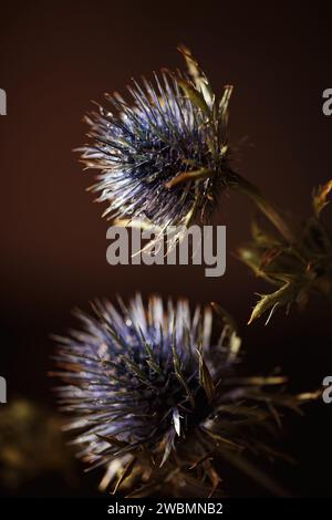 Thorn plunt with dew drops on needles on blurred dark background Stock ...