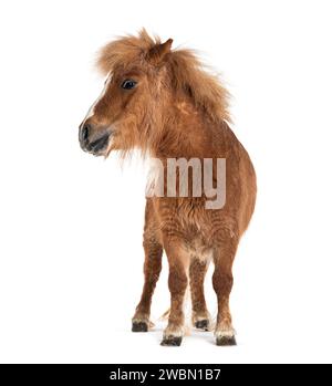 Falabella, Falabella Miniature Horse, Falabella Pony, Argentine Dwarf ...