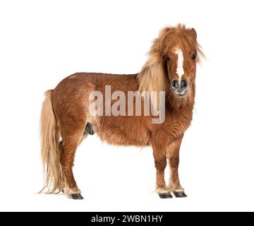 Falabella, Falabella Miniature Horse, Falabella Pony, Argentine Dwarf ...
