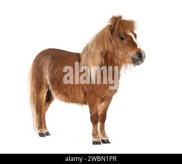 Falabella, Falabella Miniature Horse, Falabella Pony, Argentine Dwarf ...