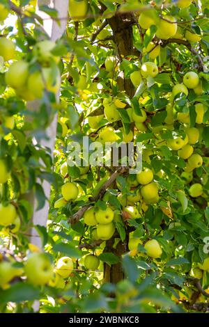 Golden delicious apples hanging from tree branches Stock Photo - Alamy