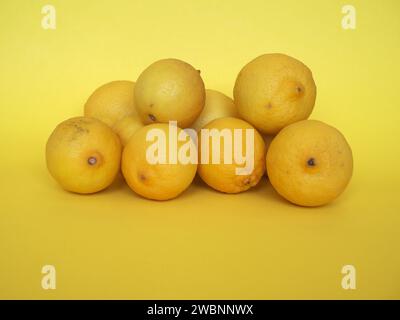 lemon fruits (scientific name Citrus limon) over yellow background ...