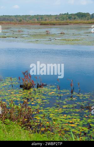 Great Swamp, Great Swamp Management Area, Rhode Island Stock Photo - Alamy