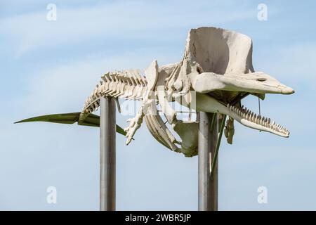Skeleton of a Sperm Whale. Open-air museum of natural whale skeleton ...