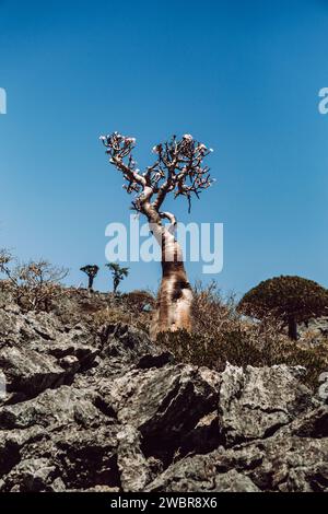 Desert rose tree growing in rocky Wadi Dirhur valley, Socotra, Yemen ...