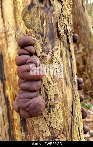 Coal fungus (Daldinia concentrica) on decaying wood of dead tree trunk ...