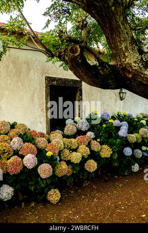 Hydrangeas blooming in the Azores Stock Photo - Alamy