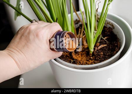 Using powdered cinnamon on house plant as fungicide which has ...