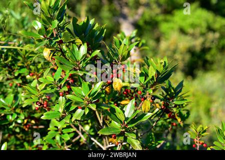 Mediterranean buckthorn (Rhamnus alaternus) is an evergreen shrub ...