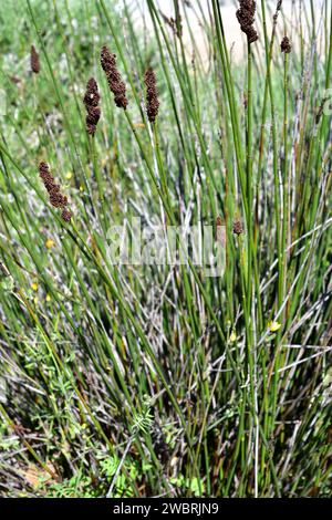 A restio Thatching Reed Chondropetalum tectorum (Restionaceae) South ...
