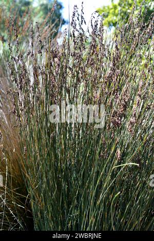 Albertinia thatching reed (Thamnochortus insignis) is a perennial plant ...