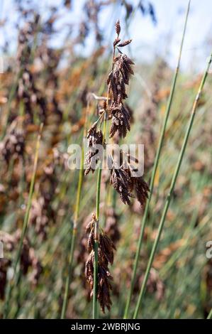 Albertinia thatching reed (Thamnochortus insignis) is a perennial plant ...