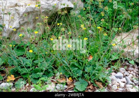 Avens (Geum sylvaticum) is a perennial herb native to Iberian Peninsula ...