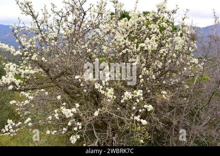 Mediterranean wild pear (Pyrus spinosa or Pyrus amygdaliformis) is a ...