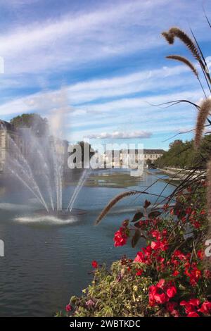 Begonia 'Stained Glass' Stock Photo - Alamy