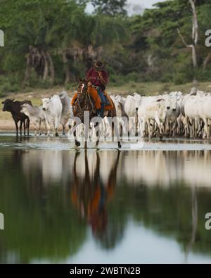 Pantaneiro cowboy leading a cattle drive through South Pantanal, Brazil ...