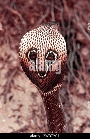 INDIAN COBRA (Naja naja) HEAD AND MARKINGS Stock Photo - Alamy