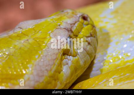 Python molurus bivittatus. Golden yellow snake. head detail Stock Photo ...