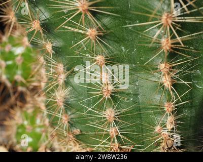 cactus plant scientific classification Angiosperms Eudicots ...