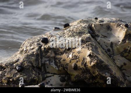 Lined top shells on a rock, also called Phorcus lineatus Stock Photo ...