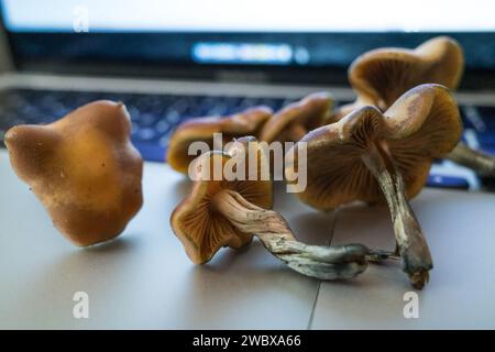 Psilocybe Cyanescens Magic Mushroom microdose concept Stock Photo - Alamy