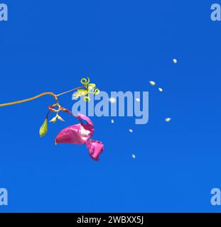 himalayan balsam (Impatiens glandulifera) exploding, popping, spreading ...