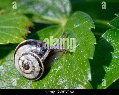 White Italian Snail (Theba pisana) Mollusca Stock Photo - Alamy