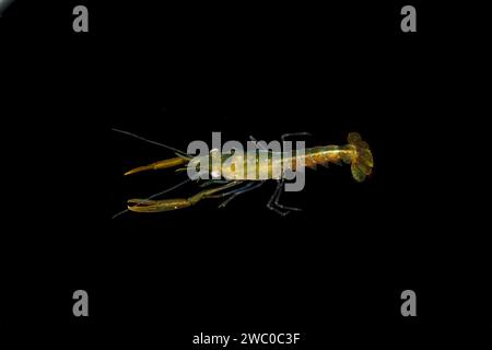 Common Lobster Megalopa Stock Photo - Alamy