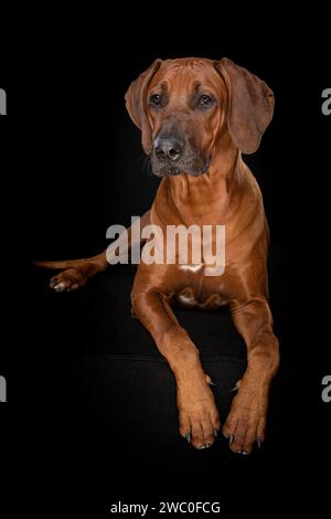 Rhodesian Ridgeback dog lying on a meadow Stock Photo - Alamy