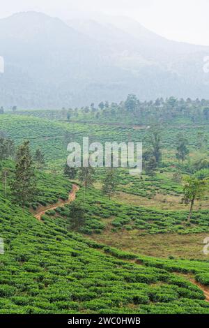 Tea plantation, Wayanad Stock Photo - Alamy