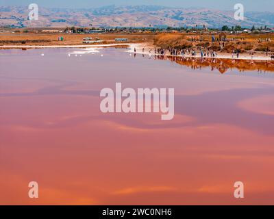 Pink salt ponds at Alviso Marina County Park Stock Photo - Alamy