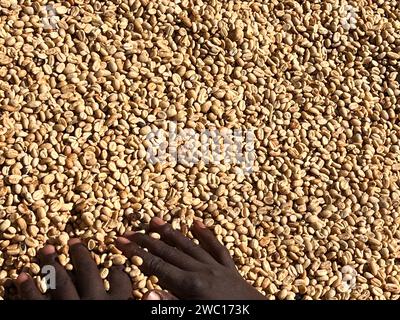 Women's hands mixing dry coffee beans in the sun-drying process, the ...