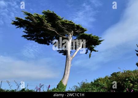 windswept pine tree, Cornwall,England,Uk Stock Photo - Alamy