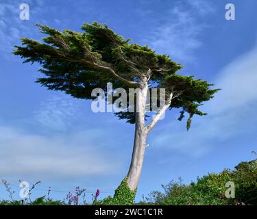 windswept pine tree, Cornwall,England,Uk Stock Photo - Alamy