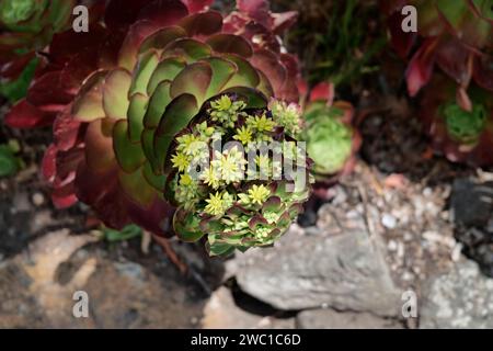 flowering succulent plant, Cornwall,England,Uk Stock Photo - Alamy