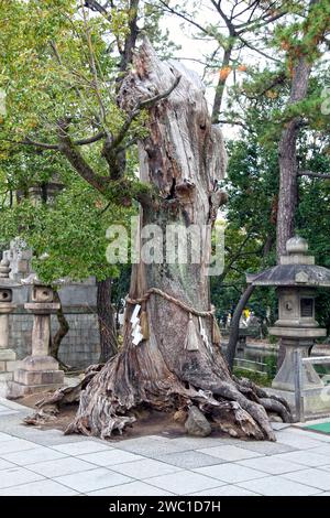 Sacred Tree at Sumiyoshi Grand Shrine in Osaka, Japan Stock Photo - Alamy