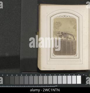 Lying dog called Fidel. Part of photo album with 36 recordings of ...