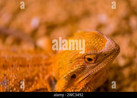 Closeup of golden colored young bearded dragon with blurred background ...