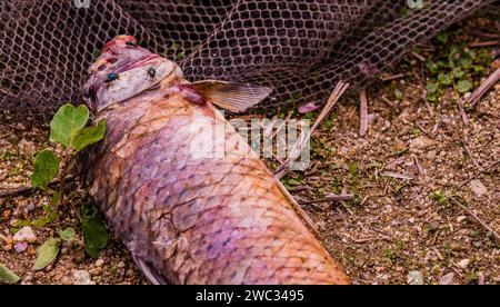 Flies feasting on the carcass of dead fish laying on the ground next to ...