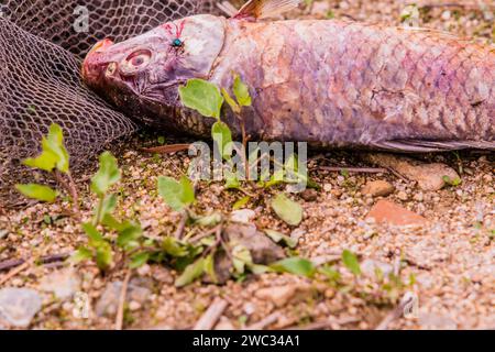 Closeup of fly feasting on the carcass of dead fish laying on the ...