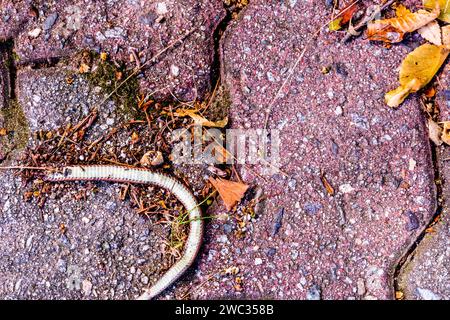 Carcass of dead snake laying on brick sidewalk Stock Photo - Alamy