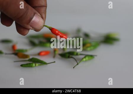 Holding a fresh kanthari pepper or Birds eye chilli in hand. Birds eye ...