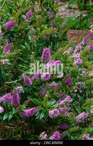 Gardening bush of New Zealand hebe, showy hebe or showy-speedwell (Hebe ...