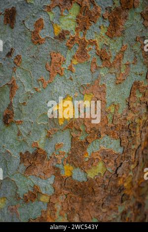 Beautiful background texture of American sycamore tree, western ...