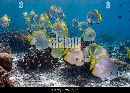 Malaysia, Sabah, Sipadan, Golden Batfish (Platax boersii Stock Photo ...