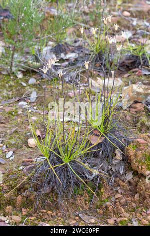 Drosophyllum lusitanicum, the Dewy Pine, in natural habitat near Sao ...