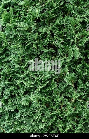 Thuja hedge texture. Arborvitae plant pattern. Gardening hedge ...