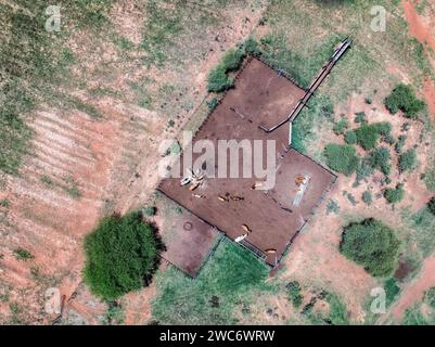 aerial view of kraal, cattle inside the fence eating Stock Photo - Alamy